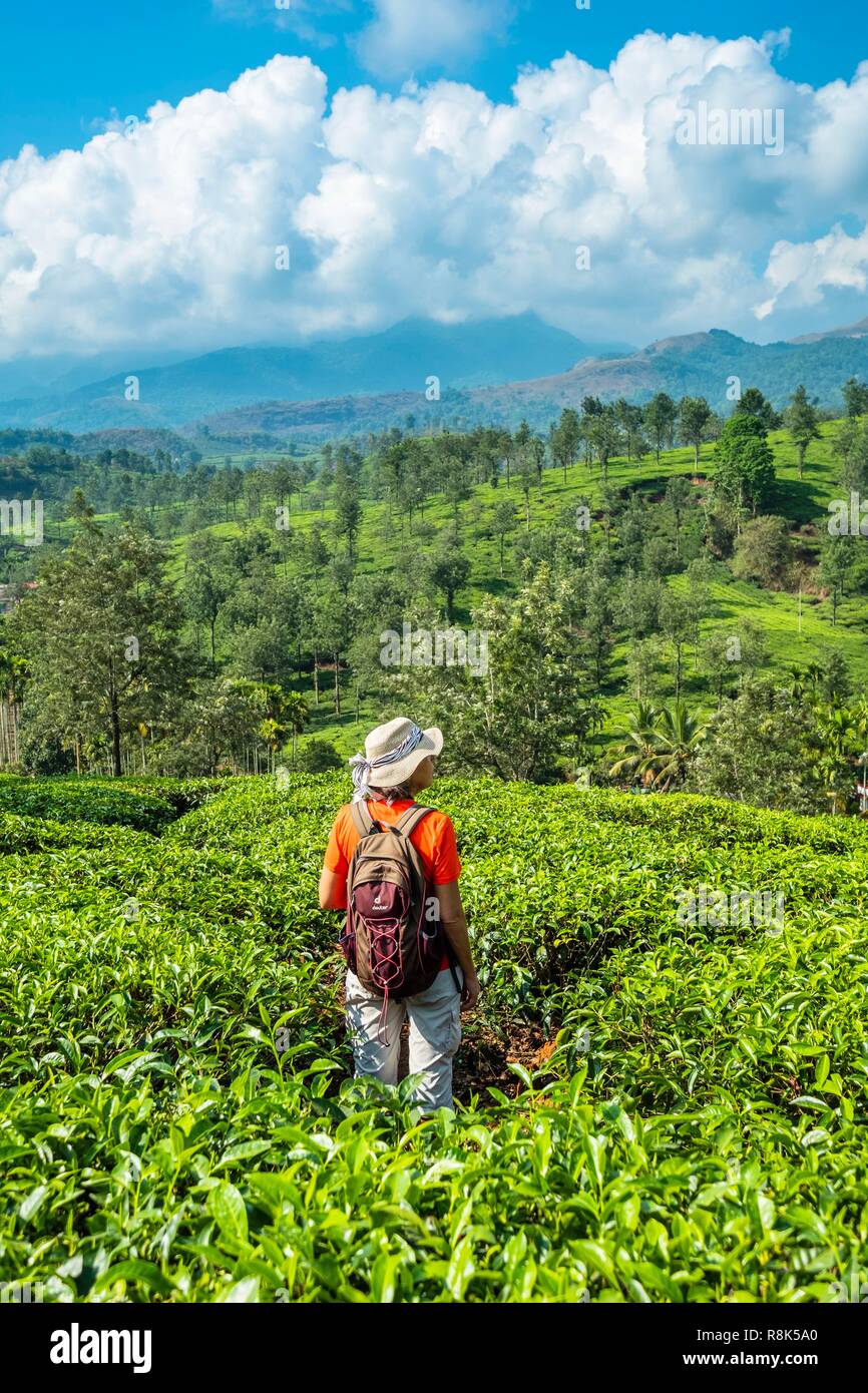 India, state of Kerala, Wayanad district, hike in the tea plantations ...