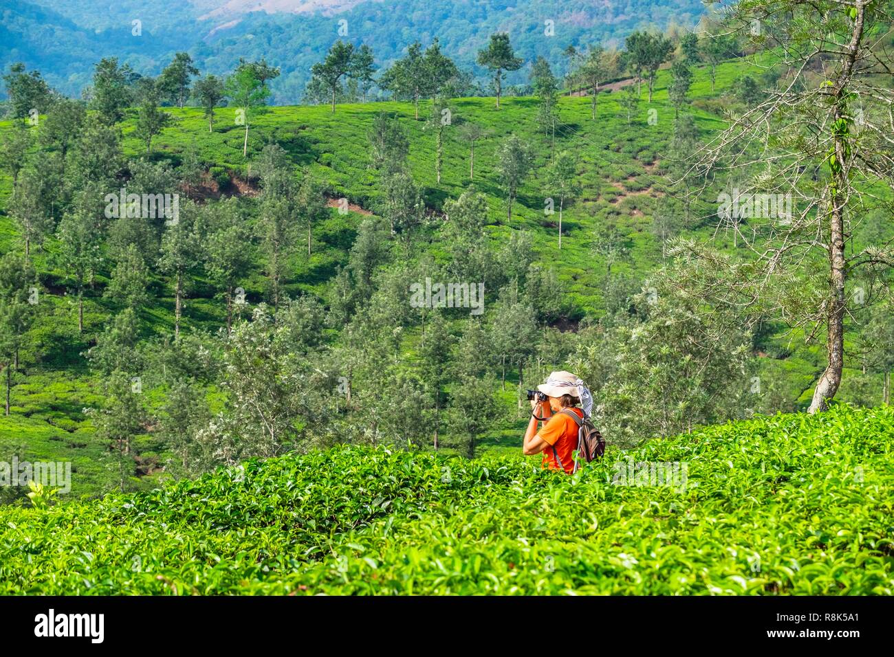 Wayanad tea plantations hi-res stock photography and images - Alamy