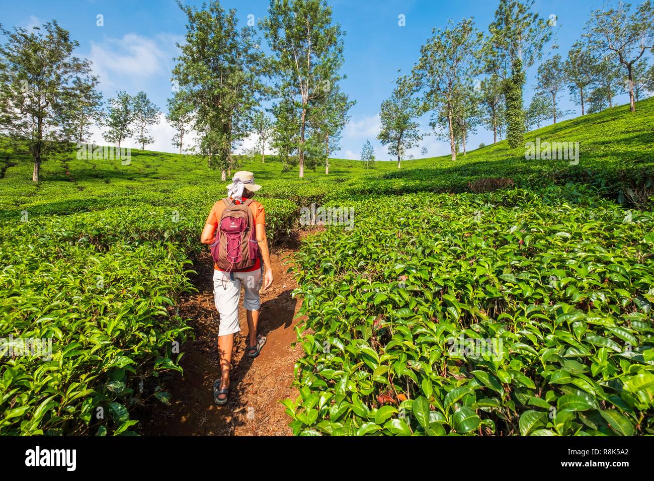 India, state of Kerala, Wayanad district, hike in the tea plantations ...