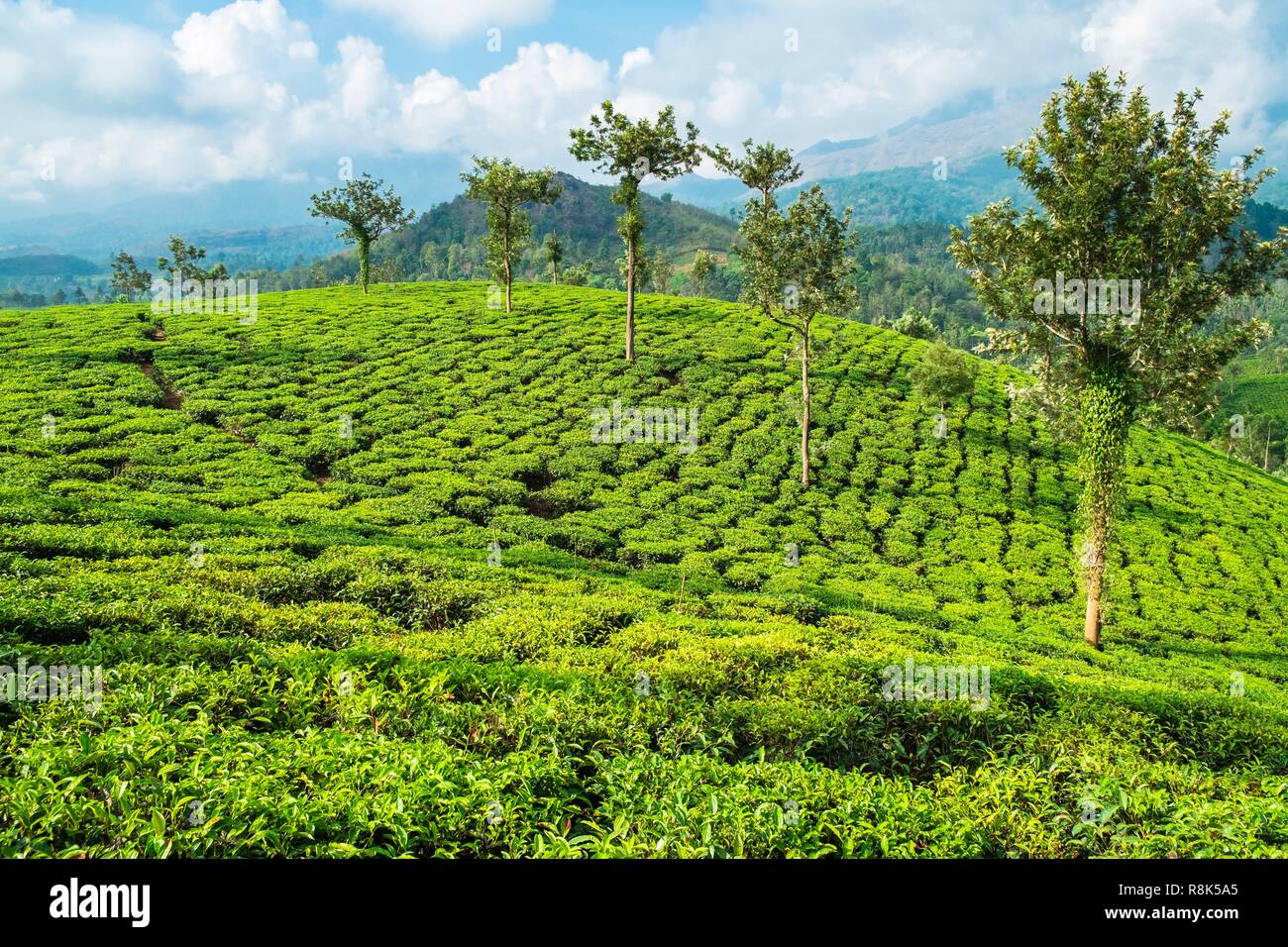 India, state of Kerala, Wayanad district, tea plantations around ...