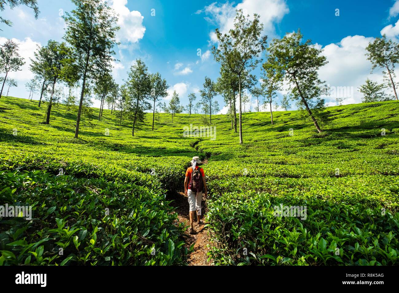 India, state of Kerala, Wayanad district, hike in the tea plantations ...