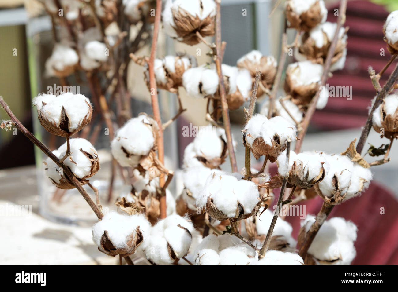 Several branches of cotton flowers (Gossypium) for sale in a flower ...