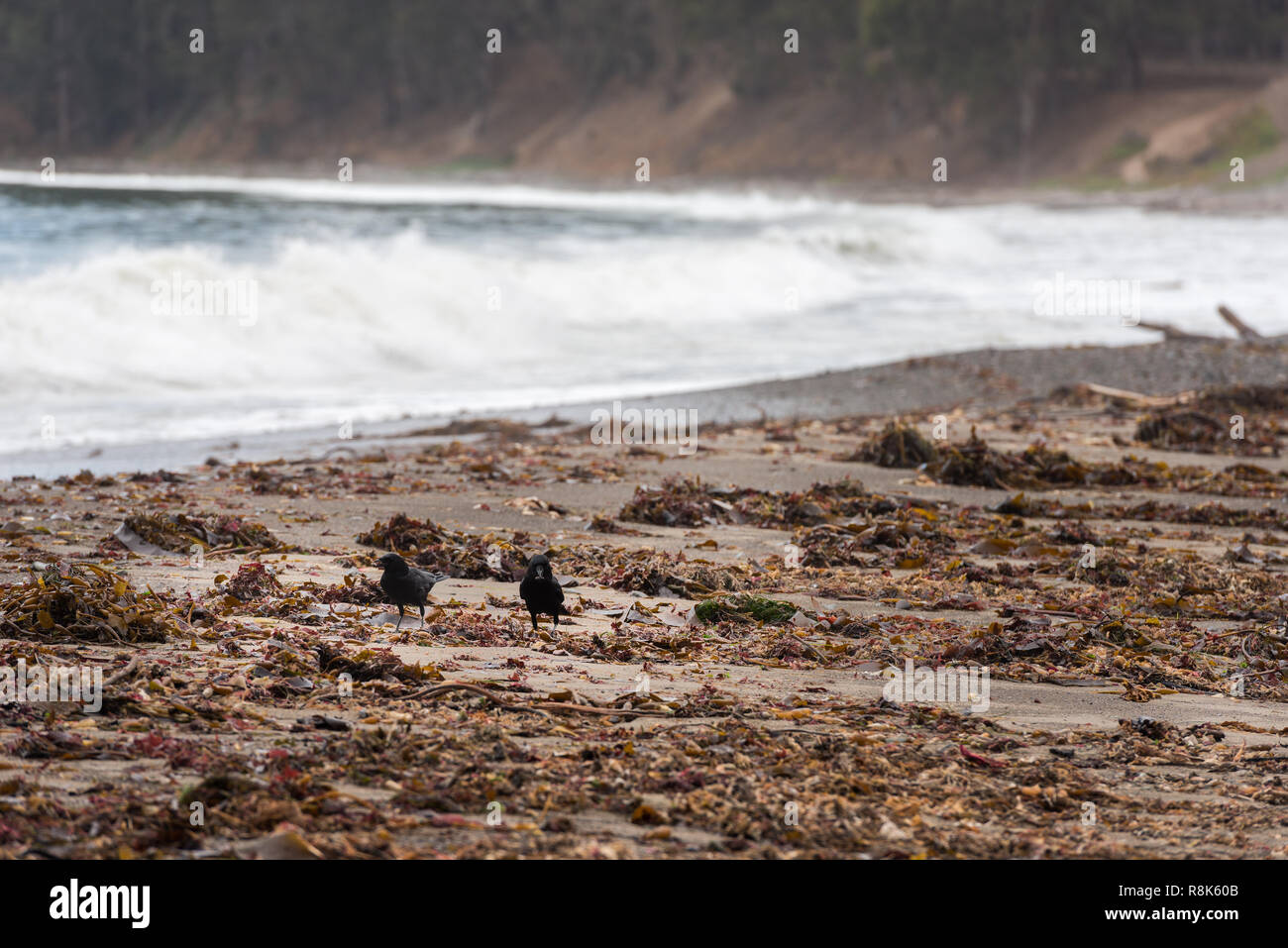 Crows on beach near hi-res stock photography and images - Alamy