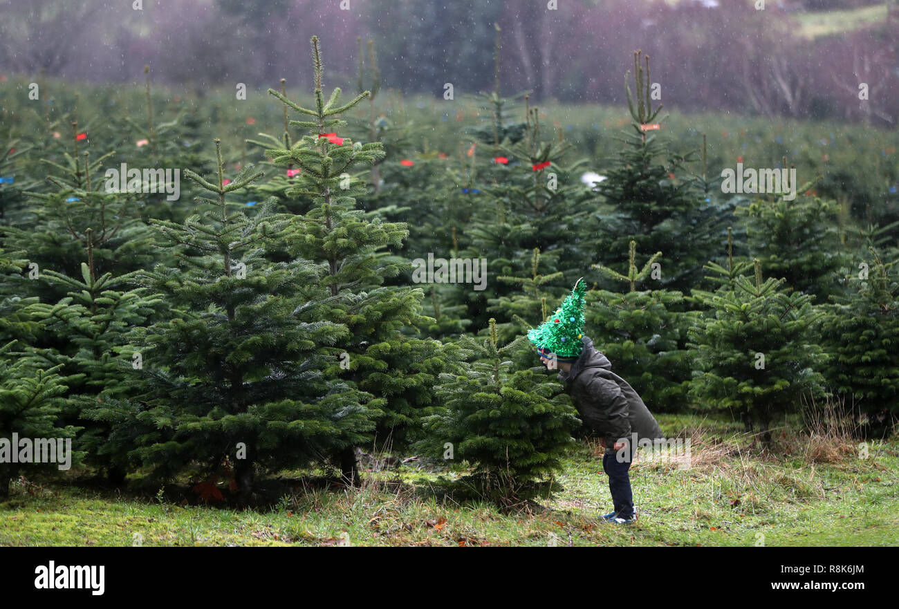 Oisin Carson, 4, chooses a Christmas tree at Wicklow Way Christmas tree ...