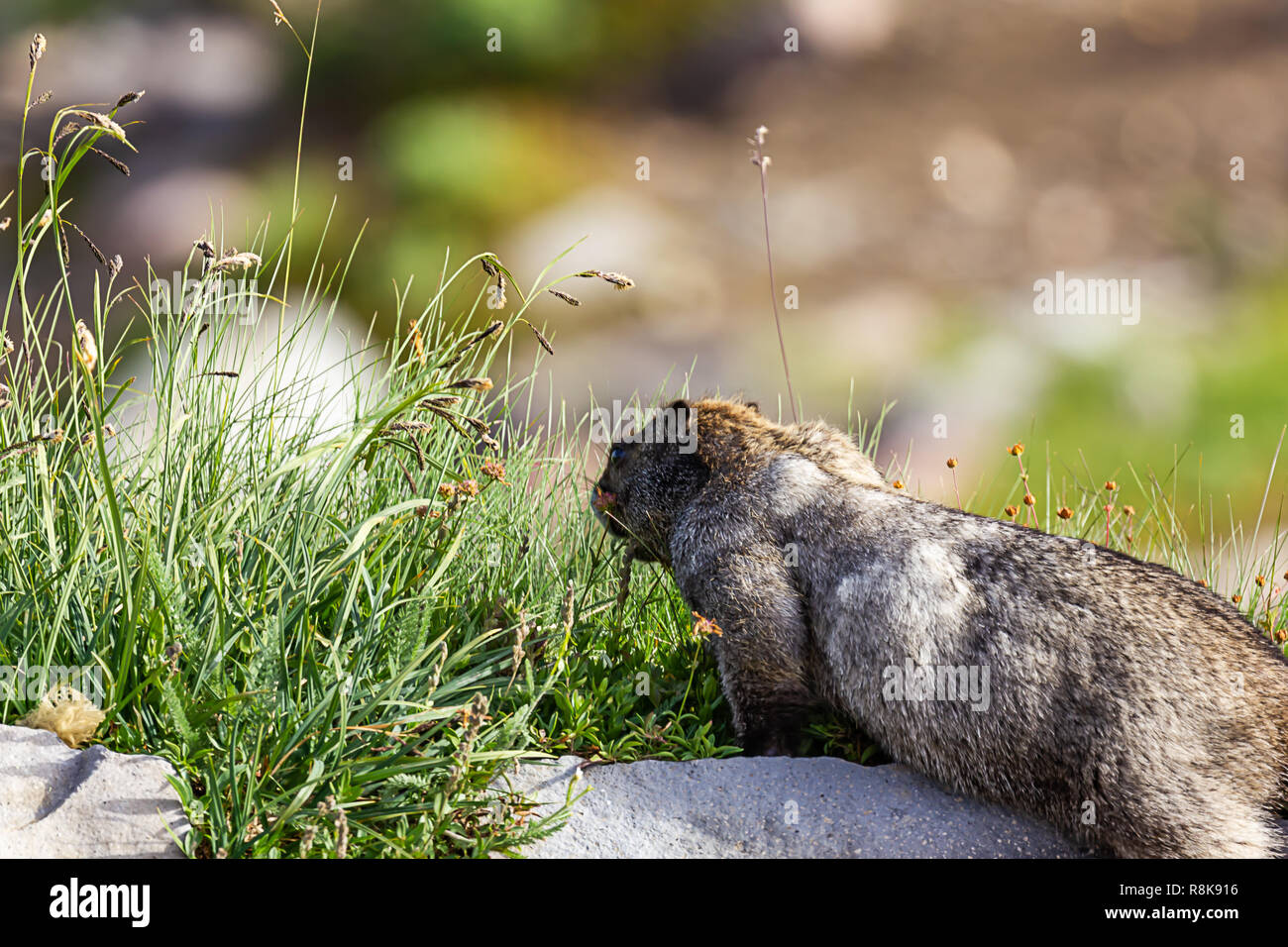 horizontal fluffy brown marmot standing on rock to eat grass Stock ...