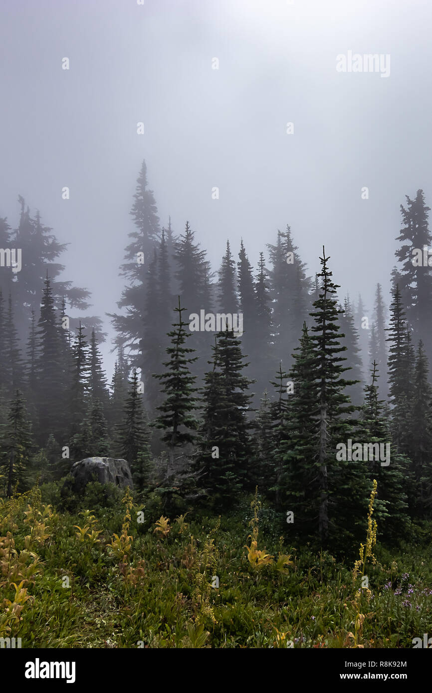 vertical layers of haze and trees and fog in summer Stock Photo - Alamy