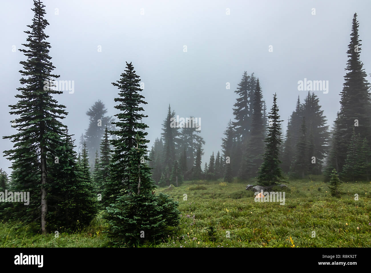 Smoke layers in forest hi-res stock photography and images - Alamy