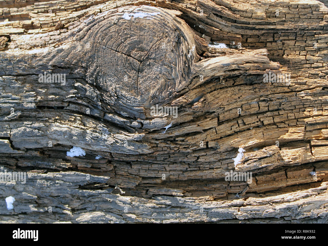 The old wood texture with natural patterns. Inside the tree background ...