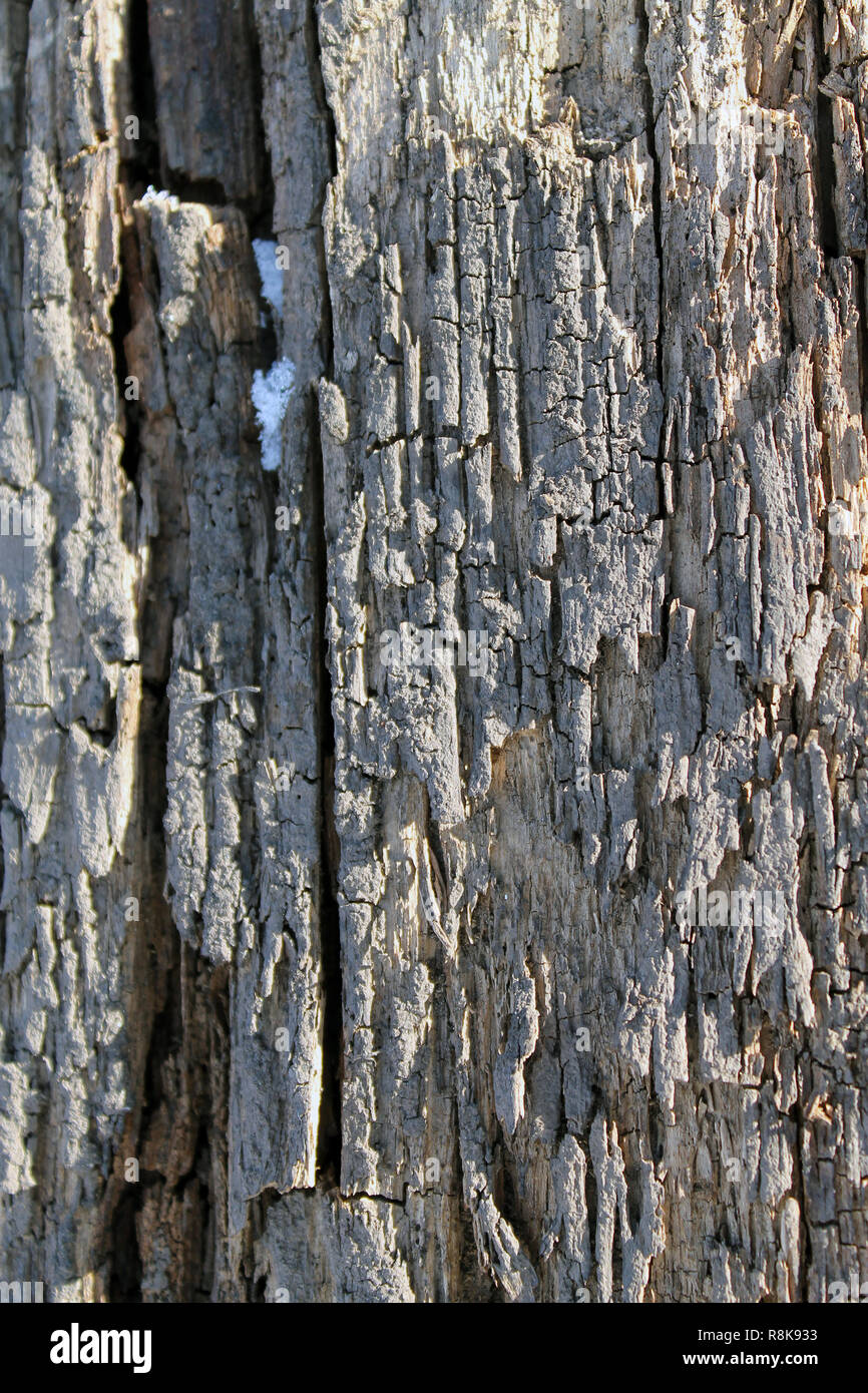 The old wood texture with natural patterns. Inside the tree background ...
