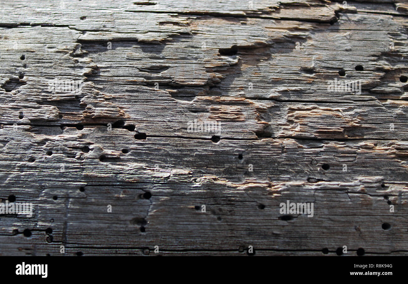 texture of the old spoiled wood damaged by woodworm. Insects eaten,The ...