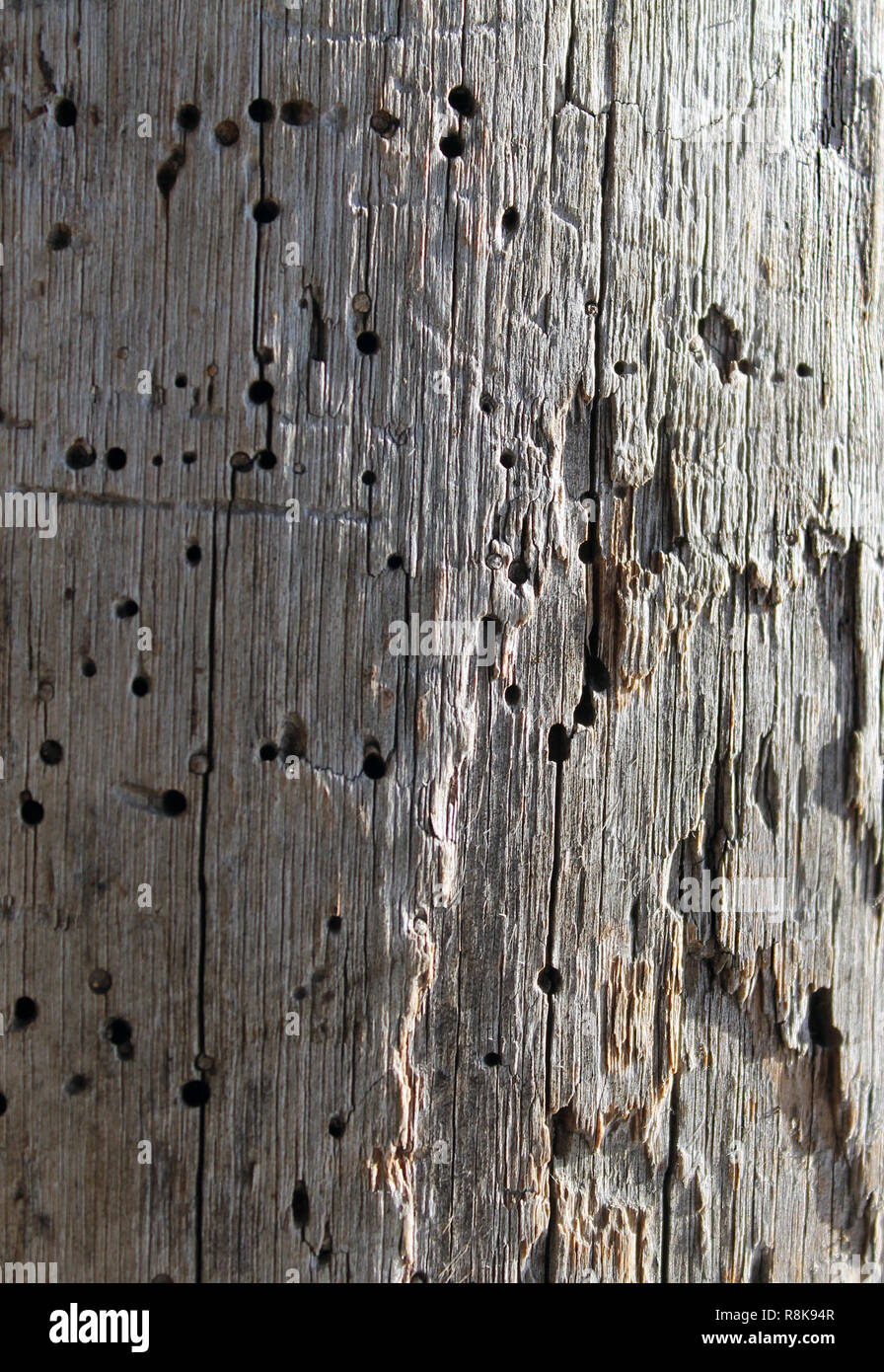 texture of the old spoiled wood damaged by woodworm. Insects eaten,The ...