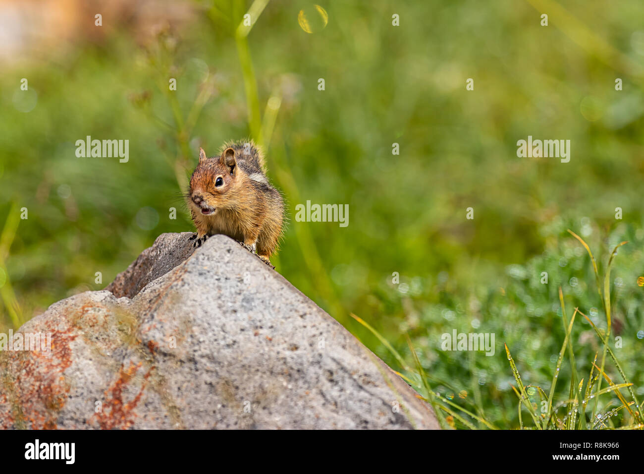 Western chipmunk species hi-res stock photography and images - Alamy