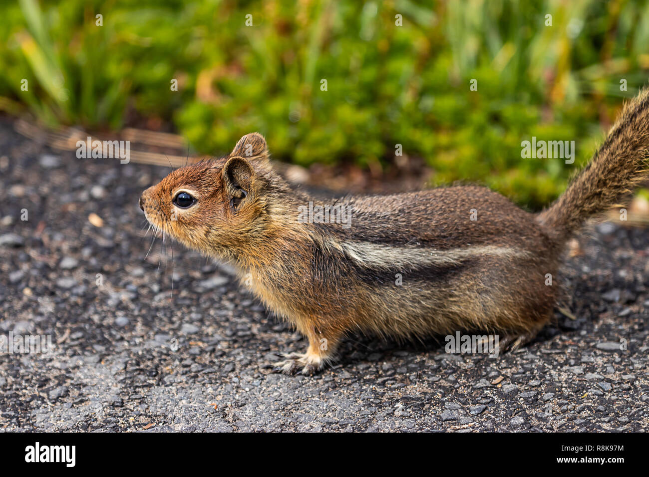 Western chipmunk species hi-res stock photography and images - Alamy