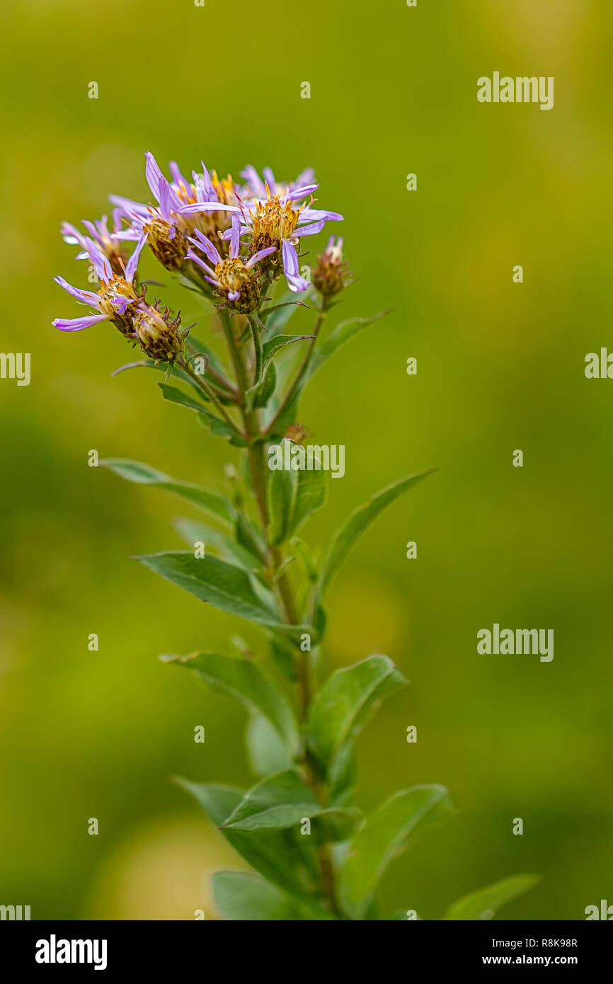 Lavender asters hi-res stock photography and images - Alamy