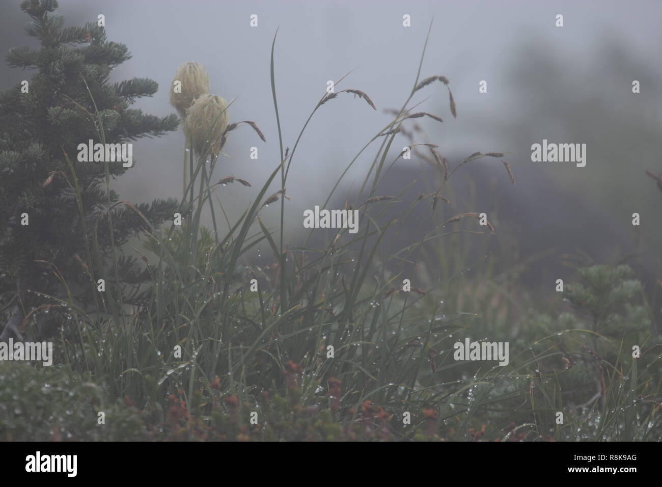 dark haze and fog caused by local wildfires around delicate meadow with ...