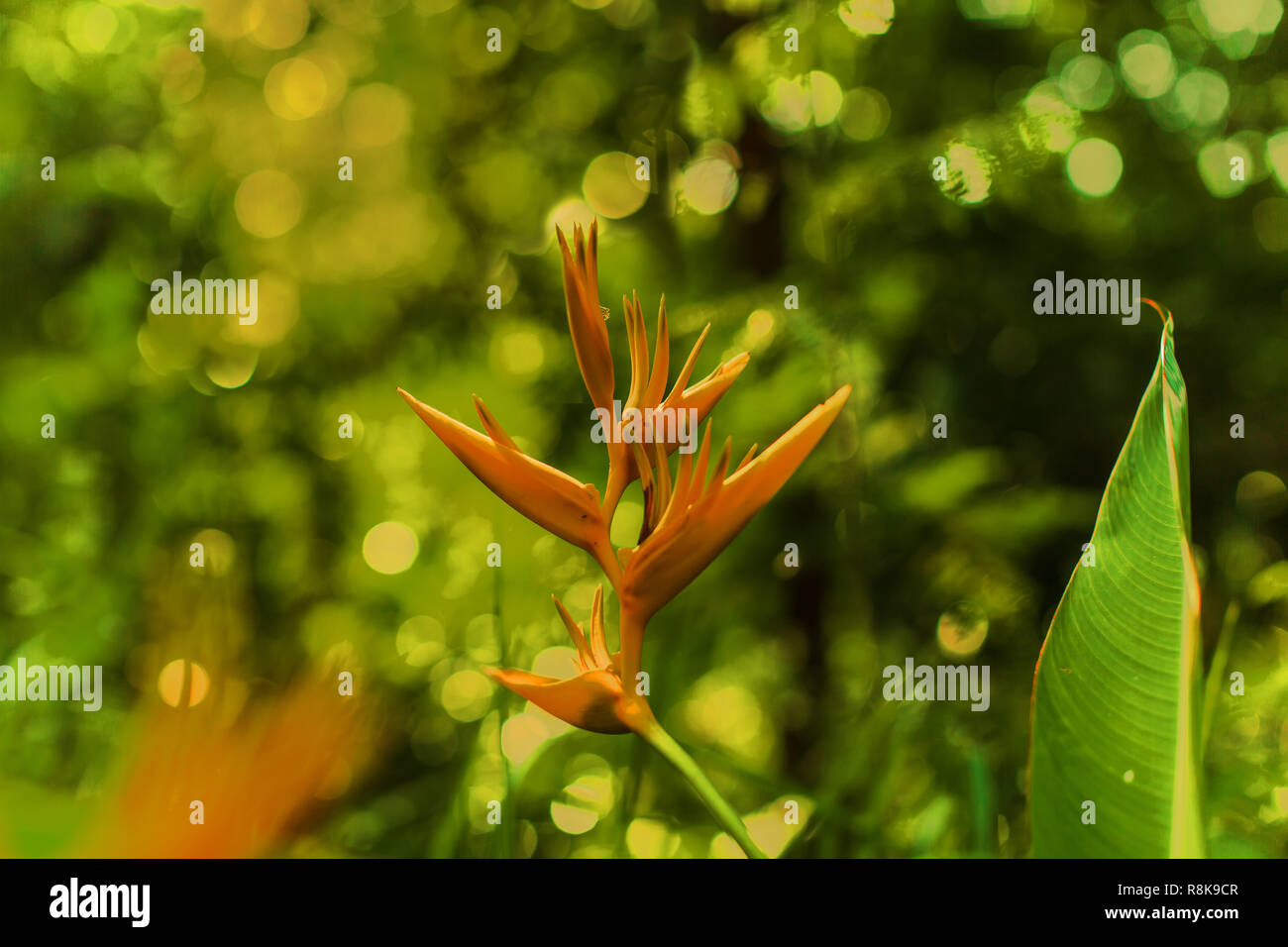 Heliconia psittacorum known as Parakeet Flower, Parrot’s beak, most ...