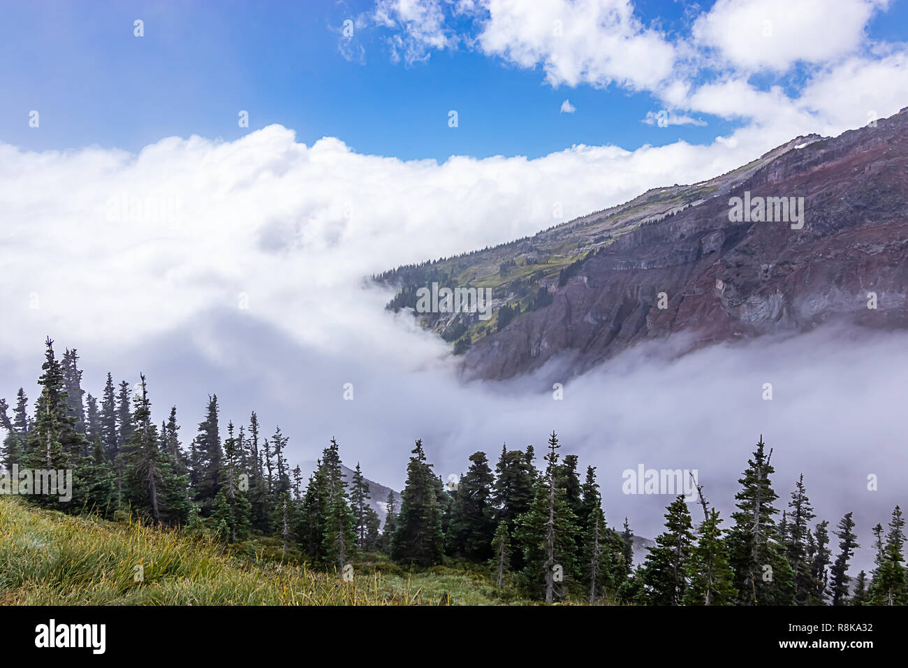 Trees and meadows with clouds and mist natural scenery hi-res stock ...
