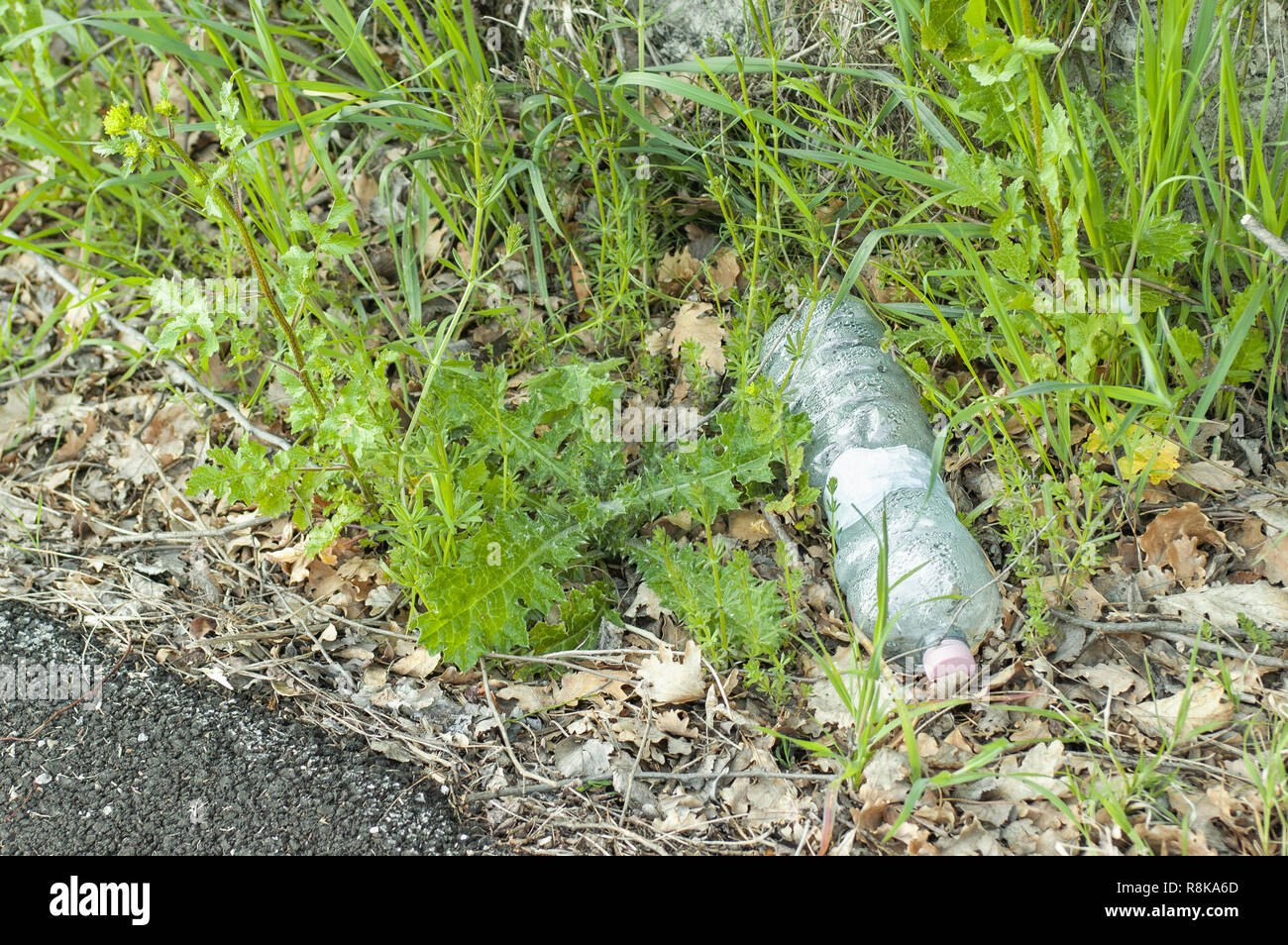 Plastic bottle left in Nature, close to the road by disrespectful ...