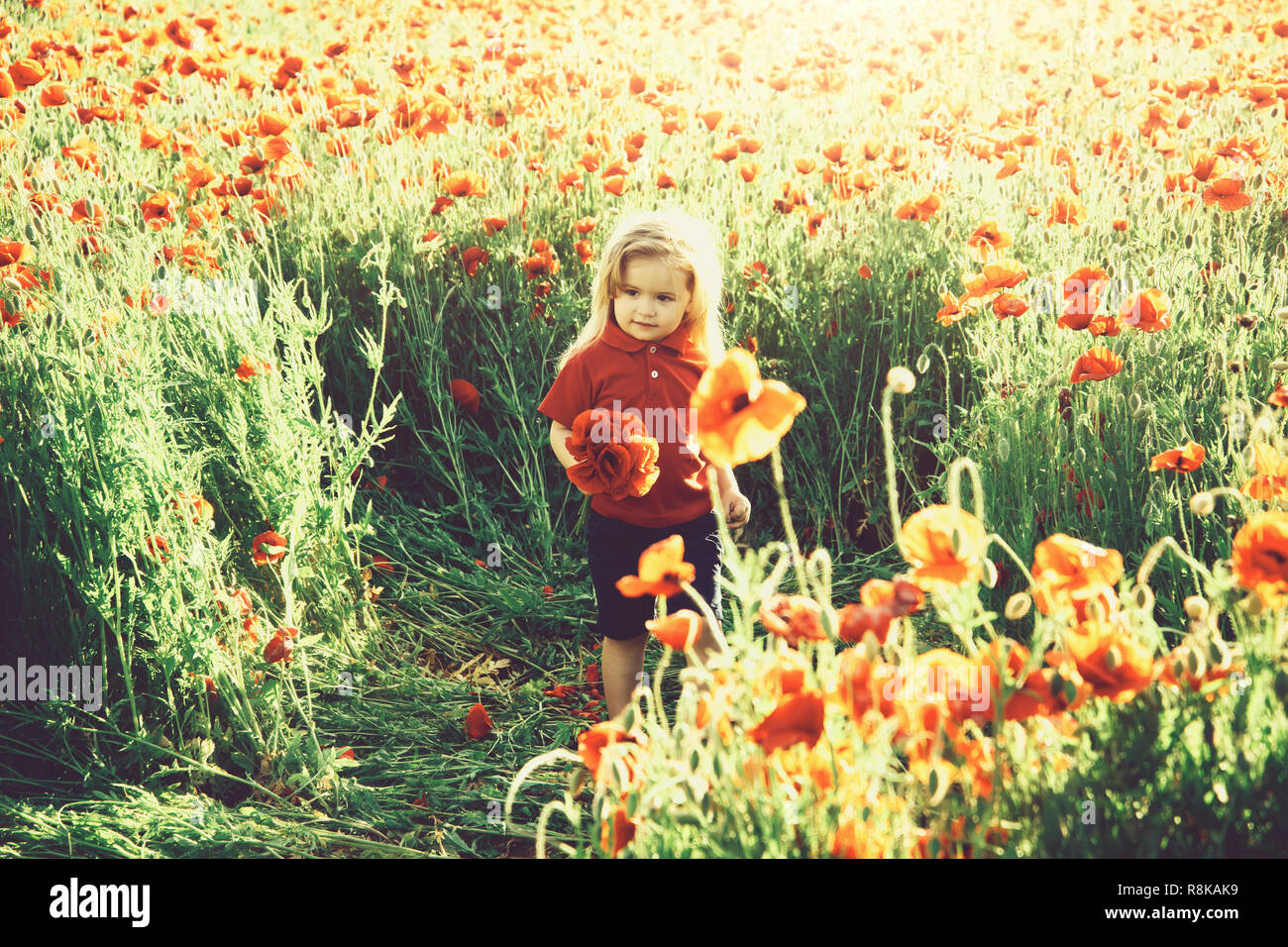 child or little boy in field of poppy seed Stock Photo - Alamy