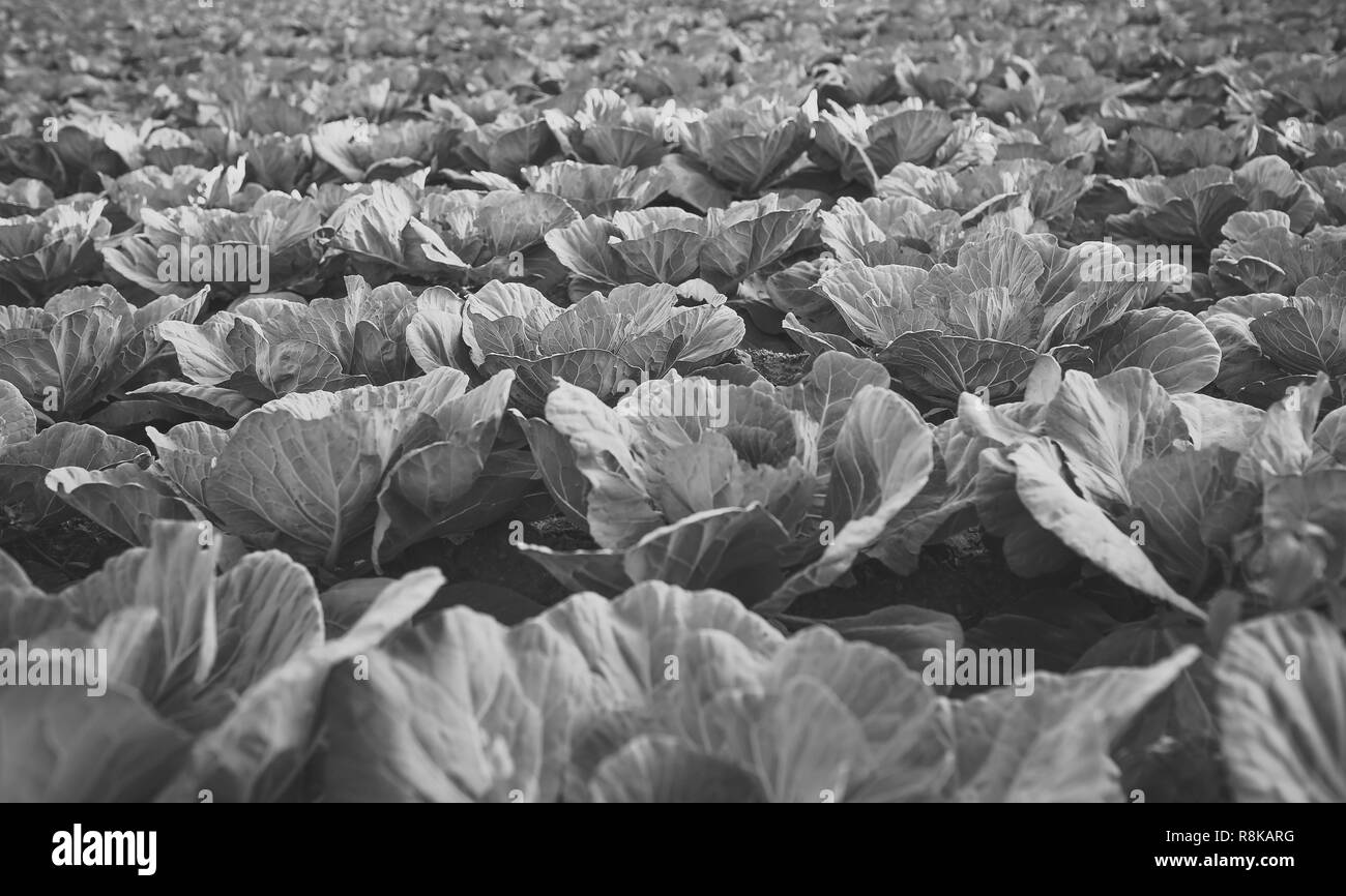 Mature growth cabbage Black and White Stock Photos & Images - Alamy