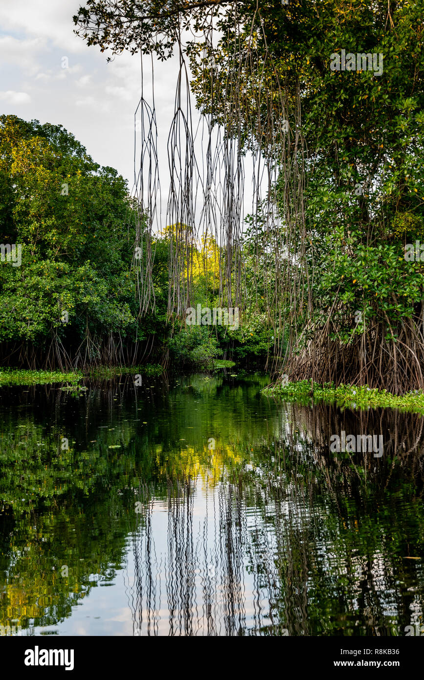 view of Guatemalan river Stock Photo - Alamy