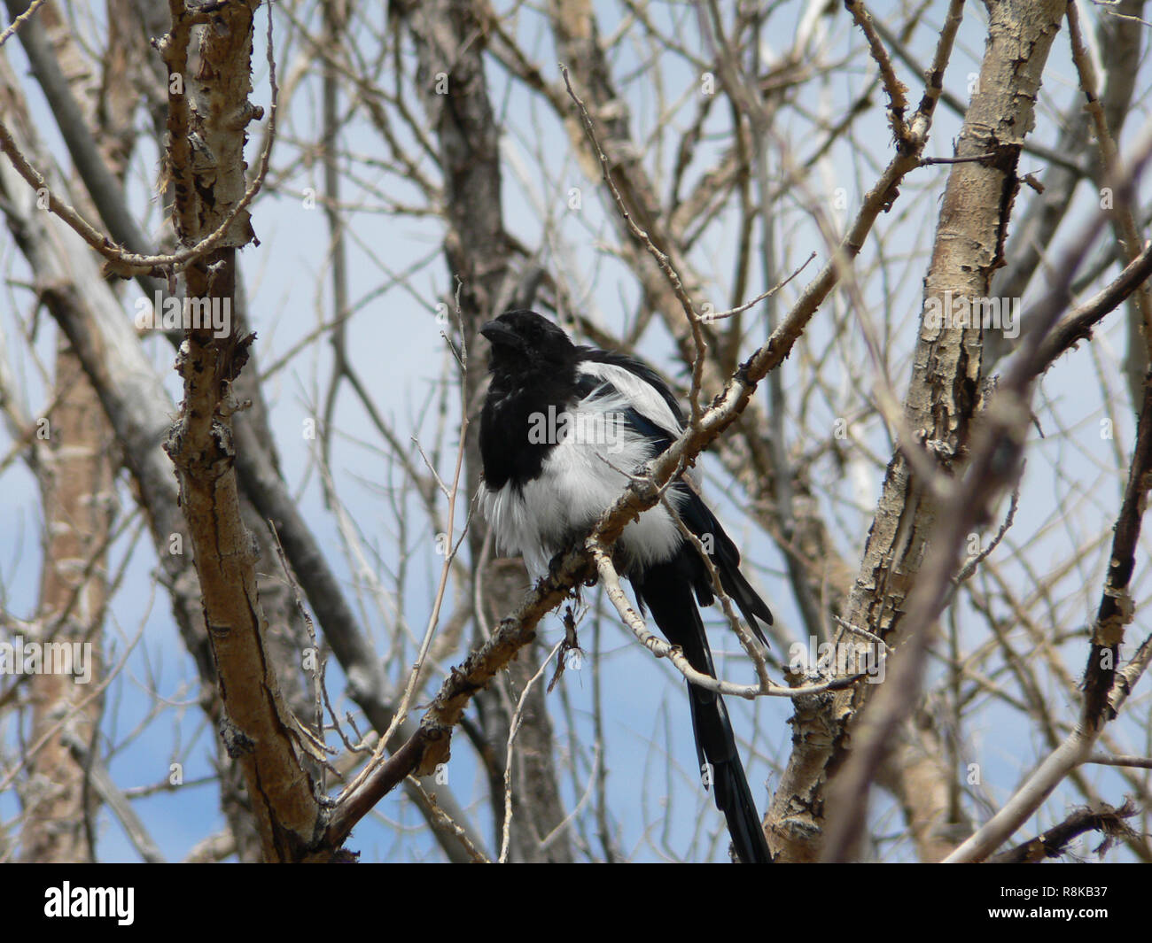 Black-billed Magpie, Great Sand Dunes National Park and Preserve ...