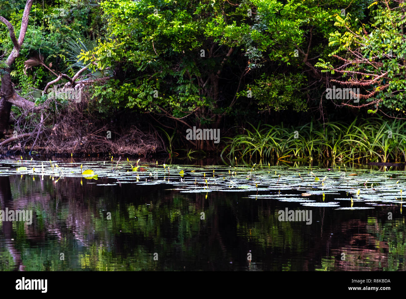 view of Guatemalan river Stock Photo - Alamy