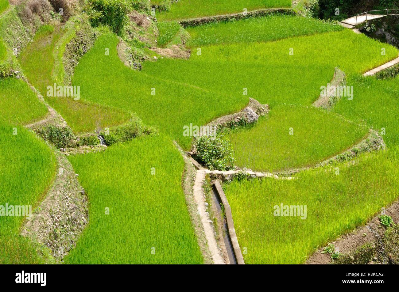 Maligcong Rice Terraces, Bontoc, Mountain Province, Philippines, Asia ...