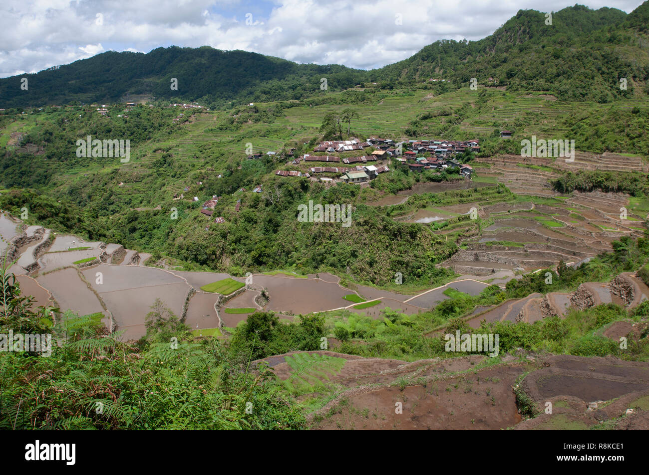 Maligcong Rice Terraces, Bontoc, Mountain Province, Philippines, Asia ...