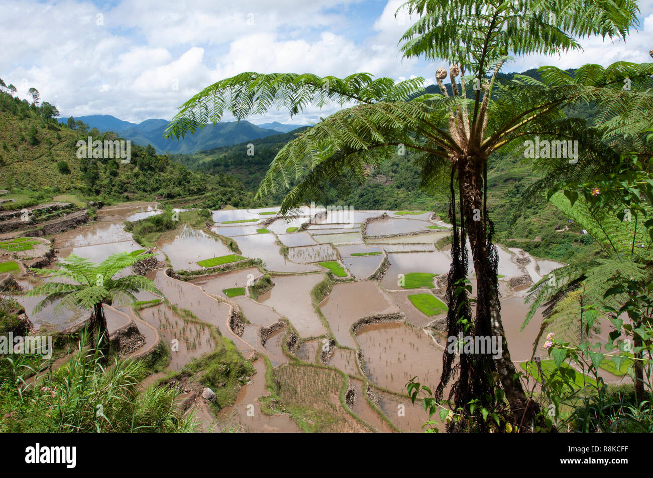 Maligcong Rice Terraces, Bontoc, Mountain Province, Philippines, Asia ...