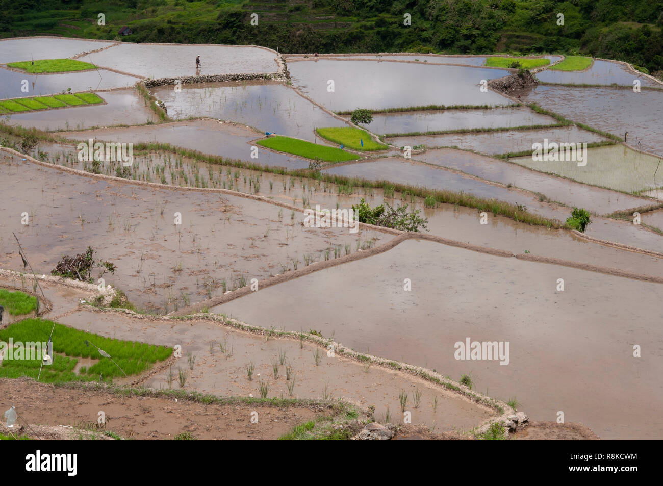 Maligcong Rice Terraces, Bontoc, Mountain Province, Luzon, Philippines ...