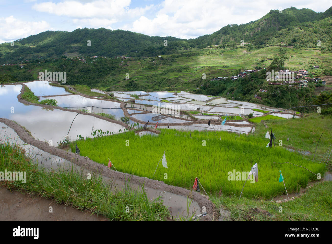 Maligcong Rice Terraces, Bontoc, Mountain Province, Luzon, Philippines ...