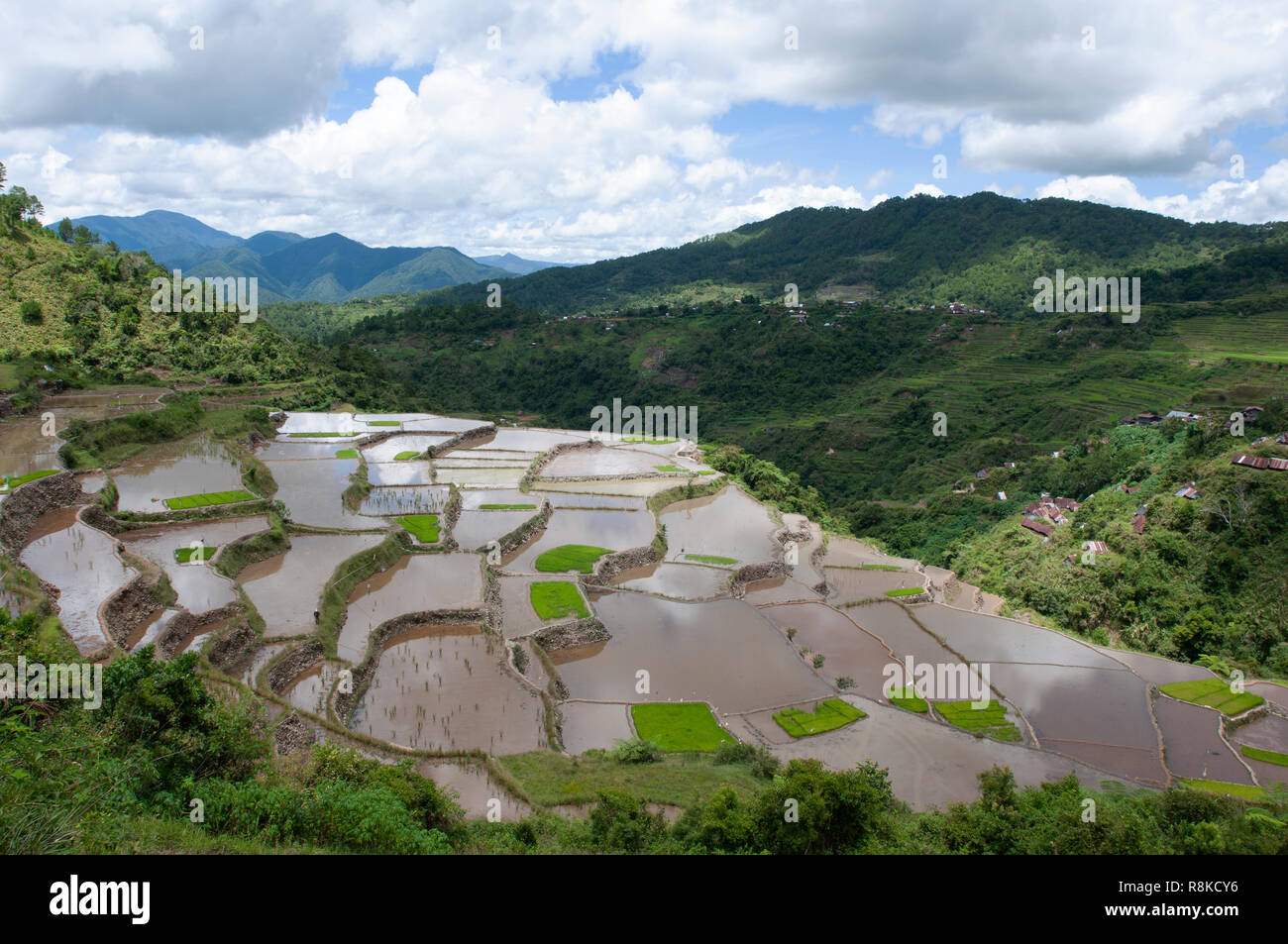 Maligcong Rice Terraces, Bontoc, Mountain Province, Luzon, Philippines ...