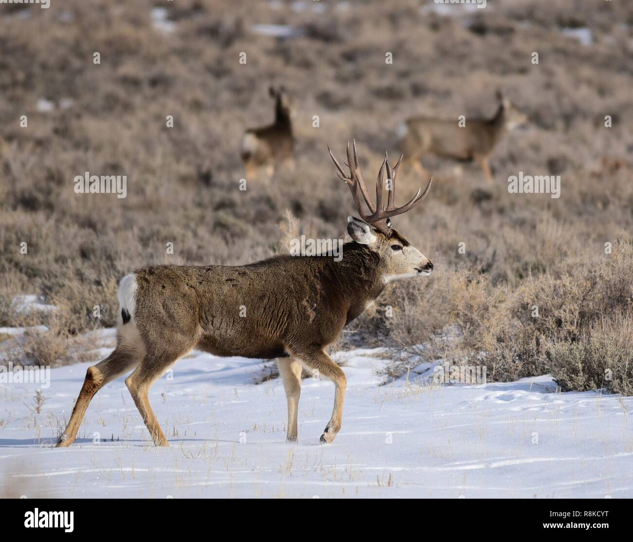 Mule Deer Herd In Winter Stock Photos & Mule Deer Herd In Winter Stock ...