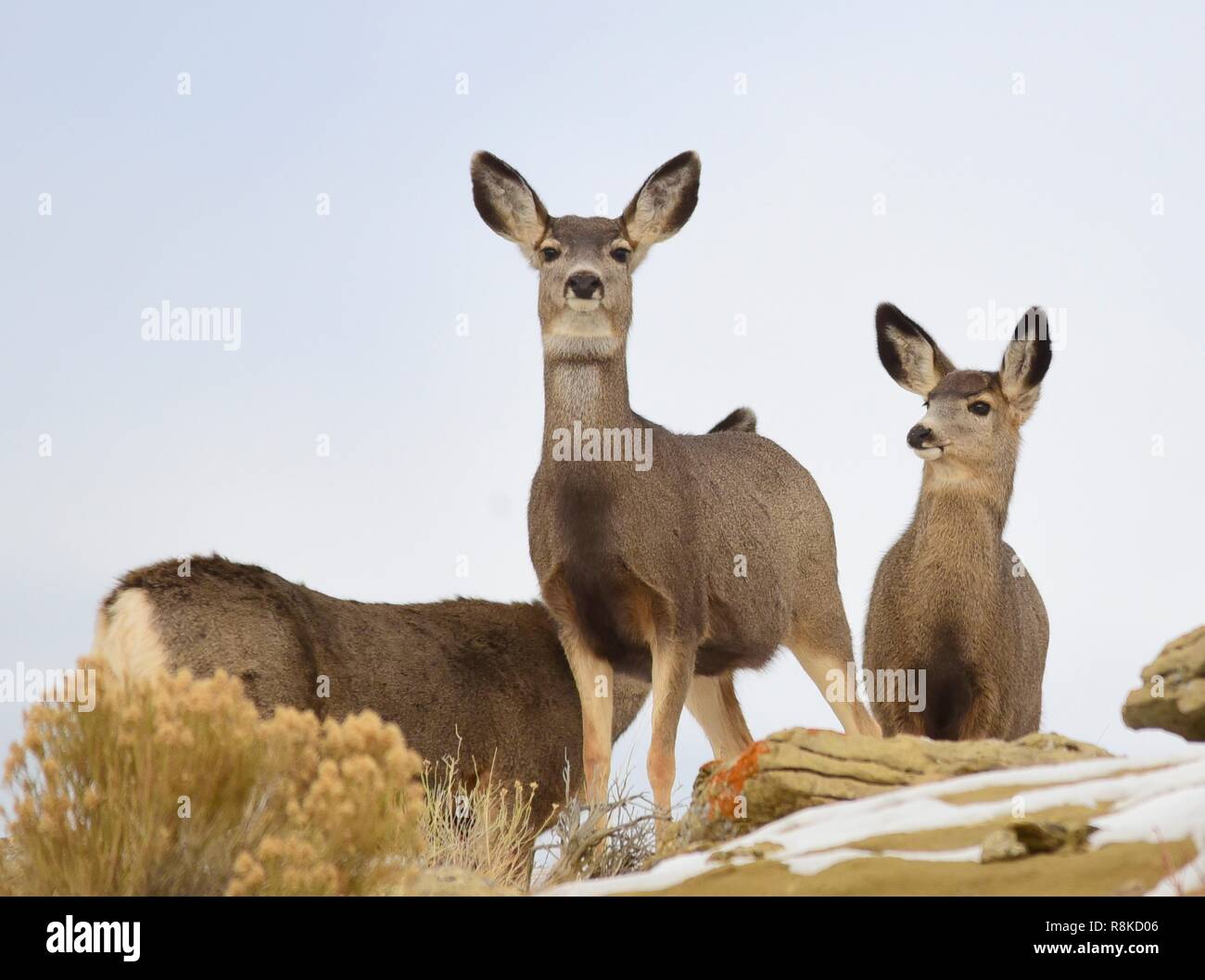 Mule deer herd in winter hi-res stock photography and images - Alamy