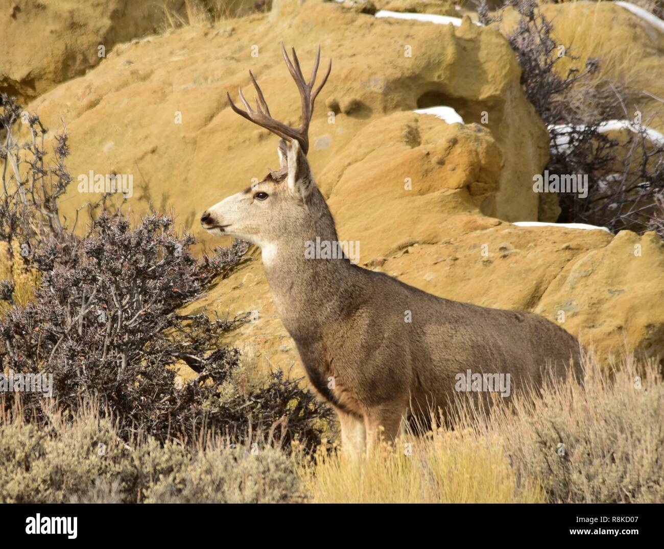Mule deer herd in winter hi-res stock photography and images - Alamy