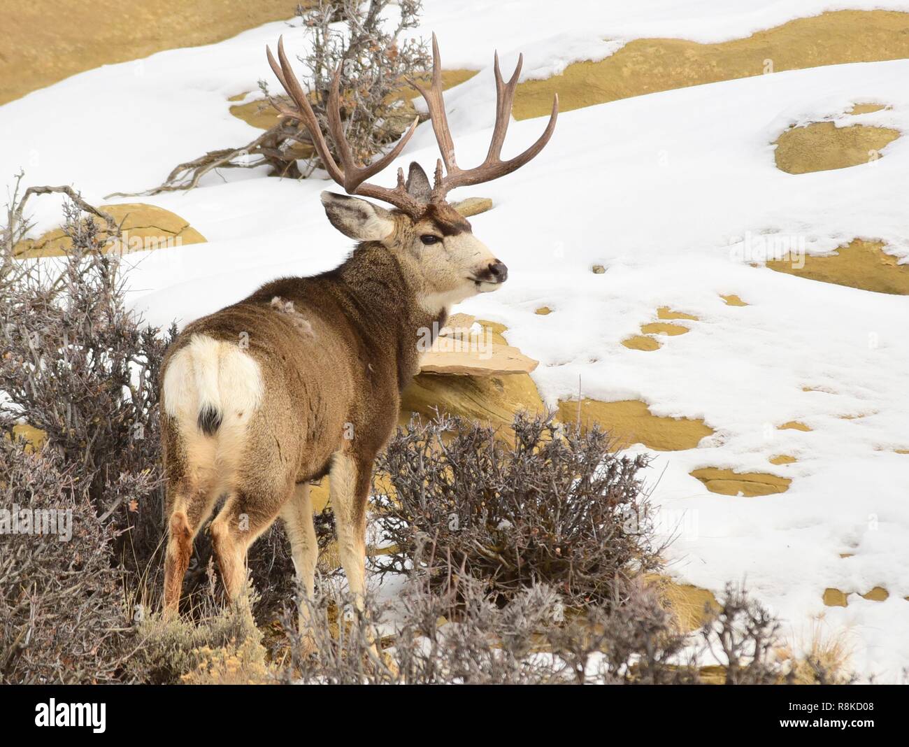 A bull mule deer walks across the winter range at Seedskadee National ...