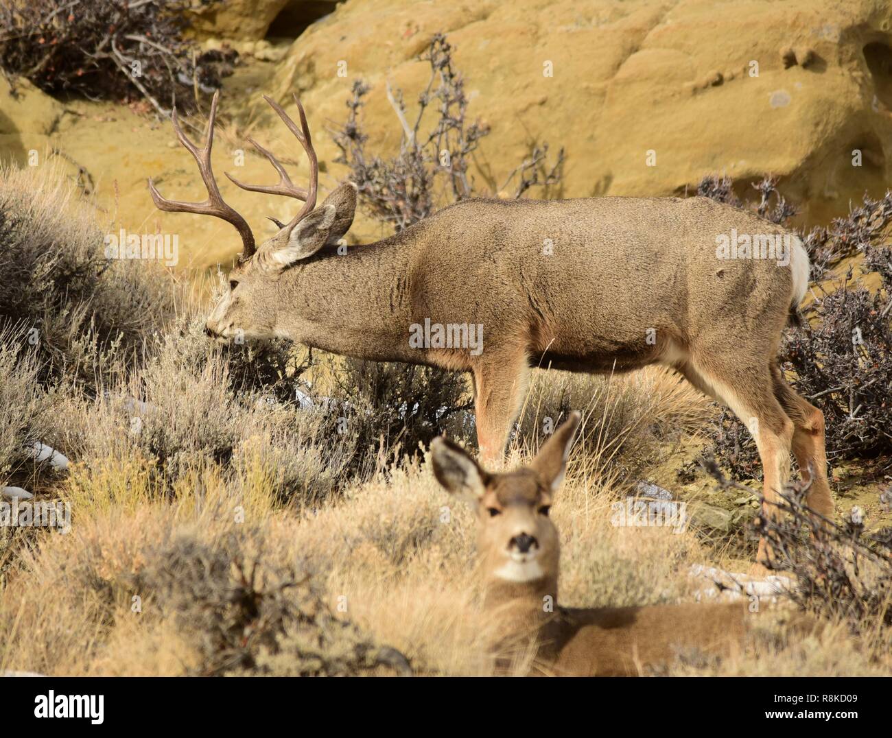 Mule deer herd in winter hi-res stock photography and images - Alamy