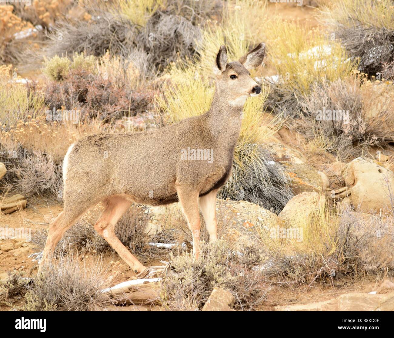 Mule deer herd in winter hi-res stock photography and images - Alamy