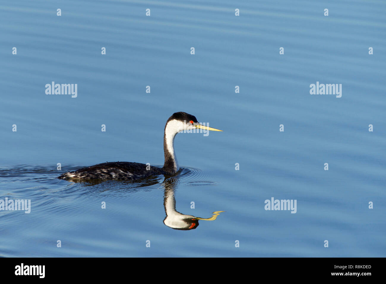 Western Grebe swimming on a calm lake. The western grebe is the largest ...