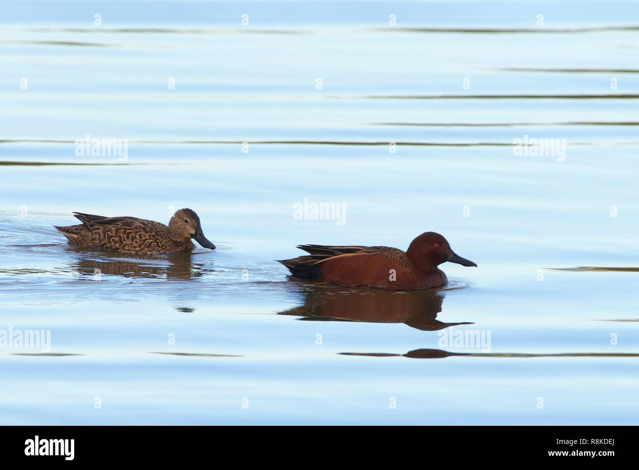 Species of dabbling ducks hi-res stock photography and images - Alamy