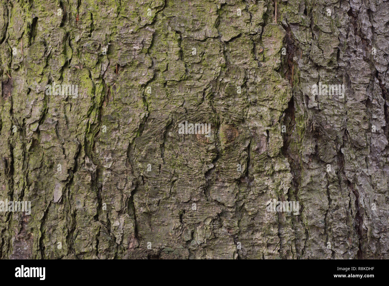 spruce tree bark background texture macro Stock Photo - Alamy
