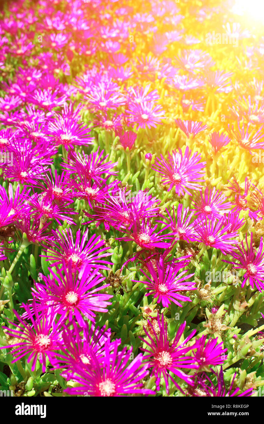 Spring flowers of lilac color Stock Photo - Alamy