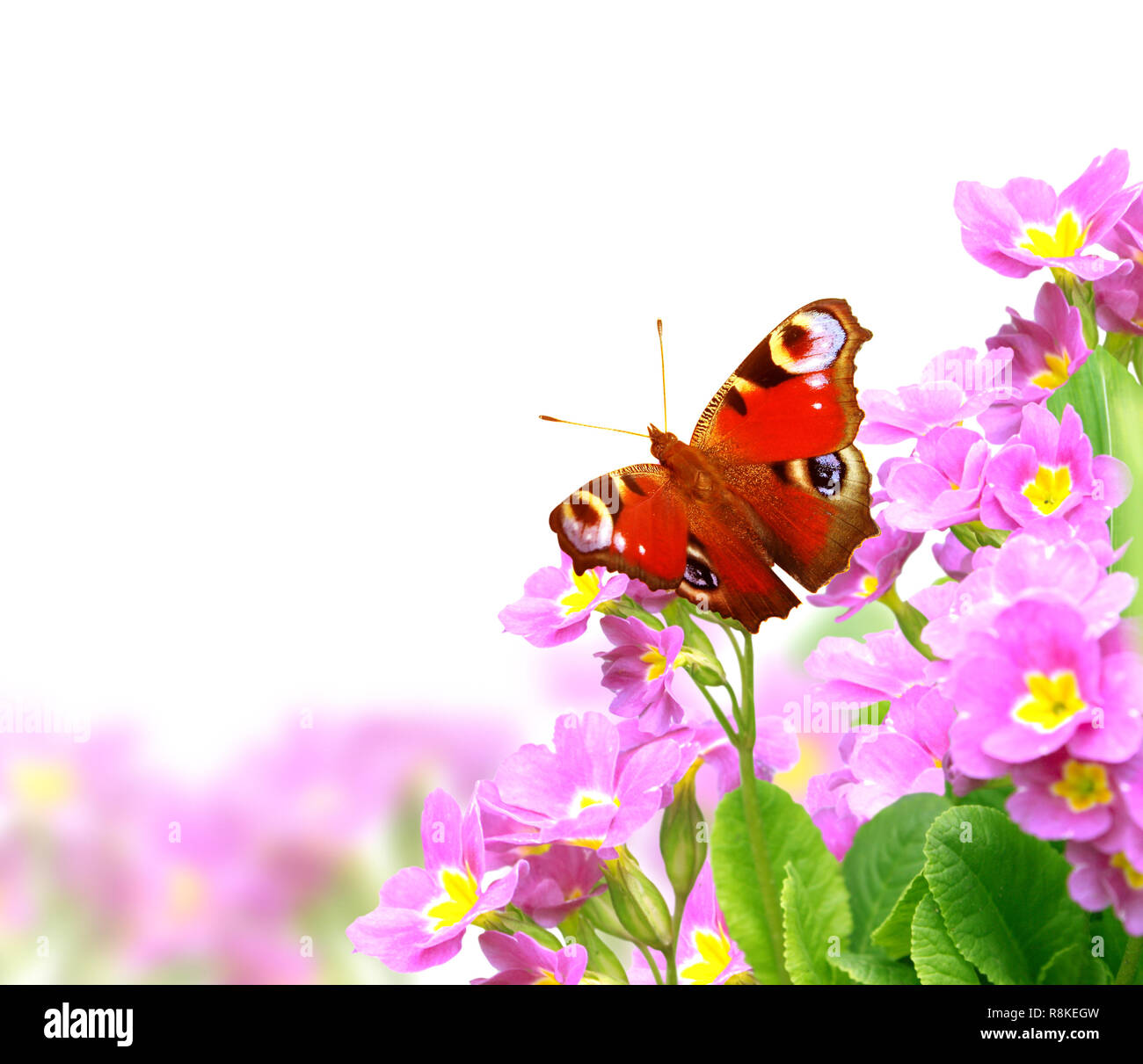 Butterfly on spring flowers of lilac color. Isolated over white Stock ...