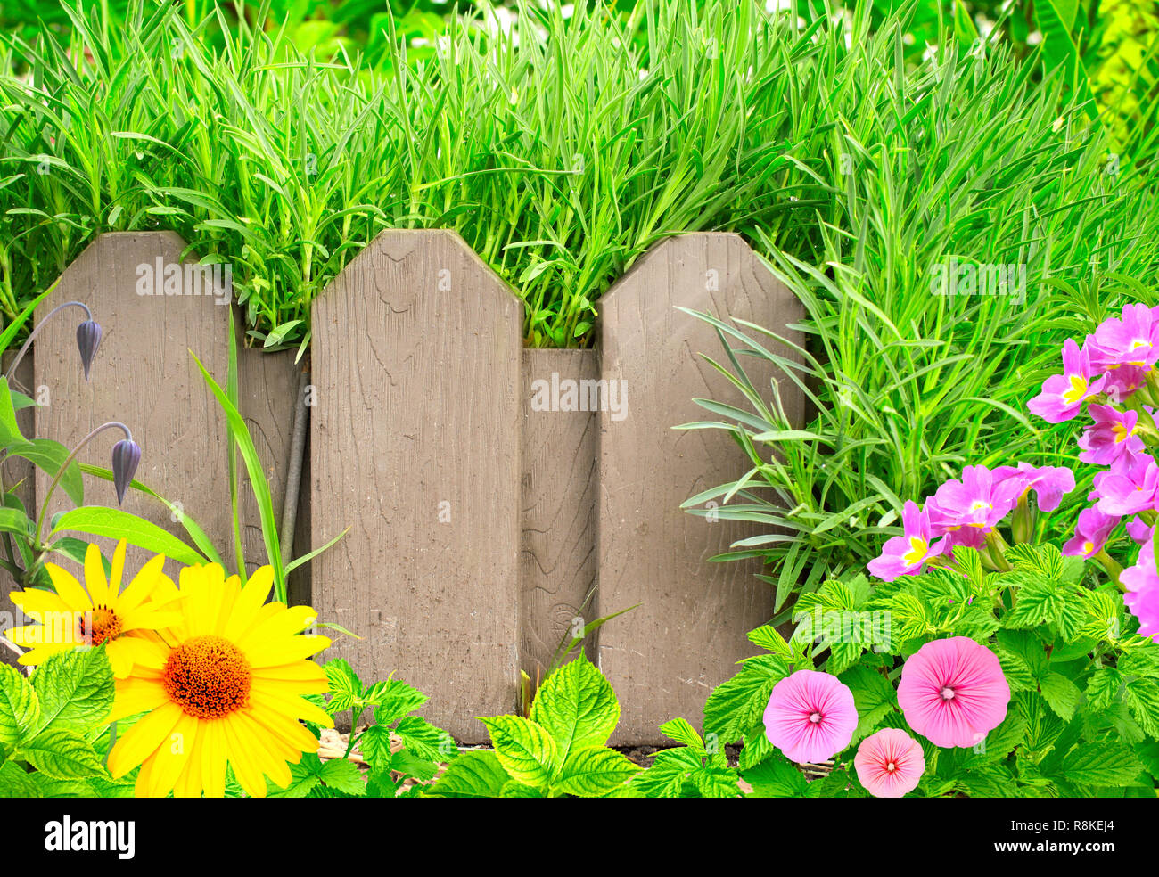 Summer background with old wooden fence, flower and green grass Stock ...
