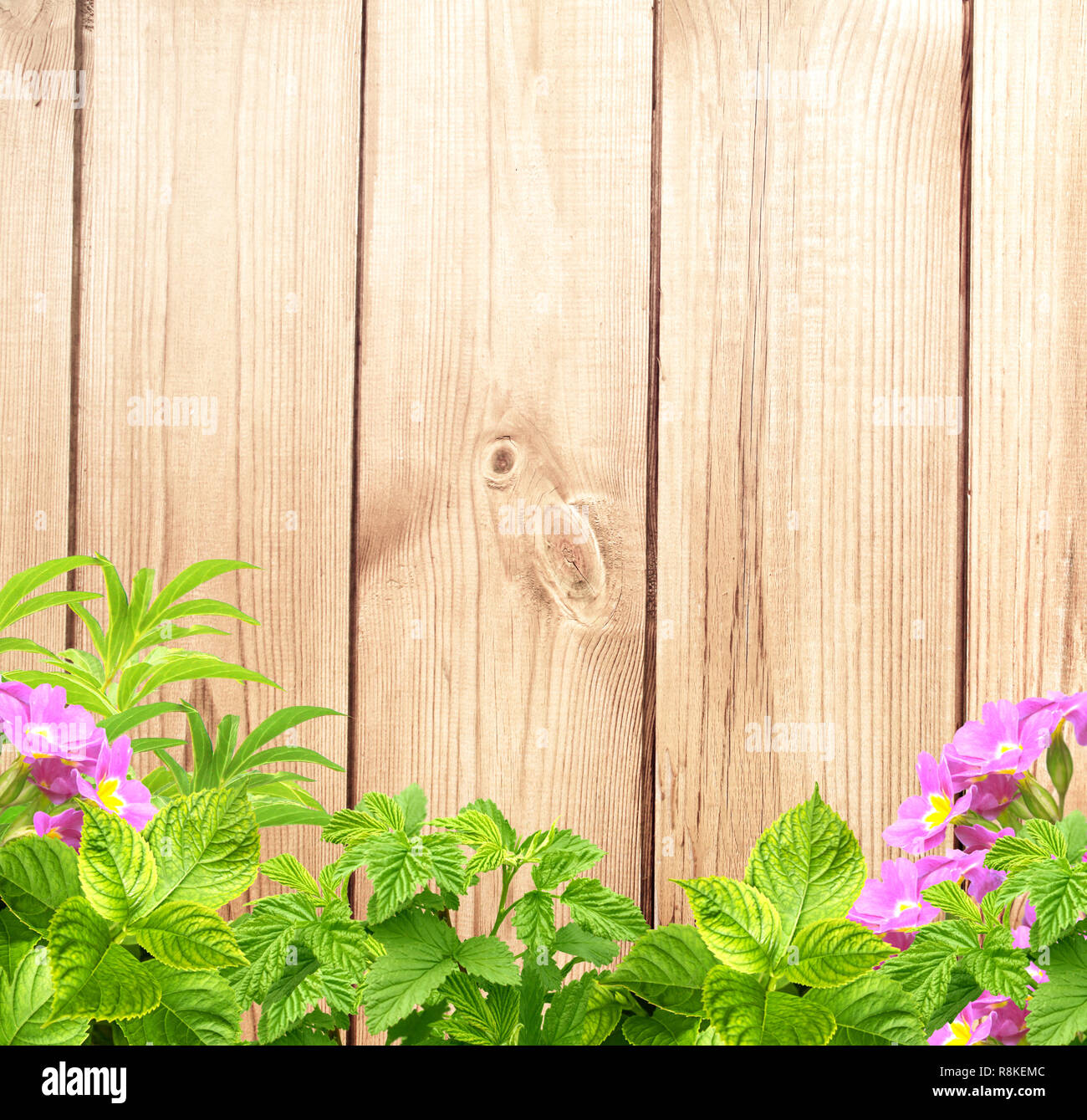 Summer background with old wooden fence, flower and green leaves Stock ...