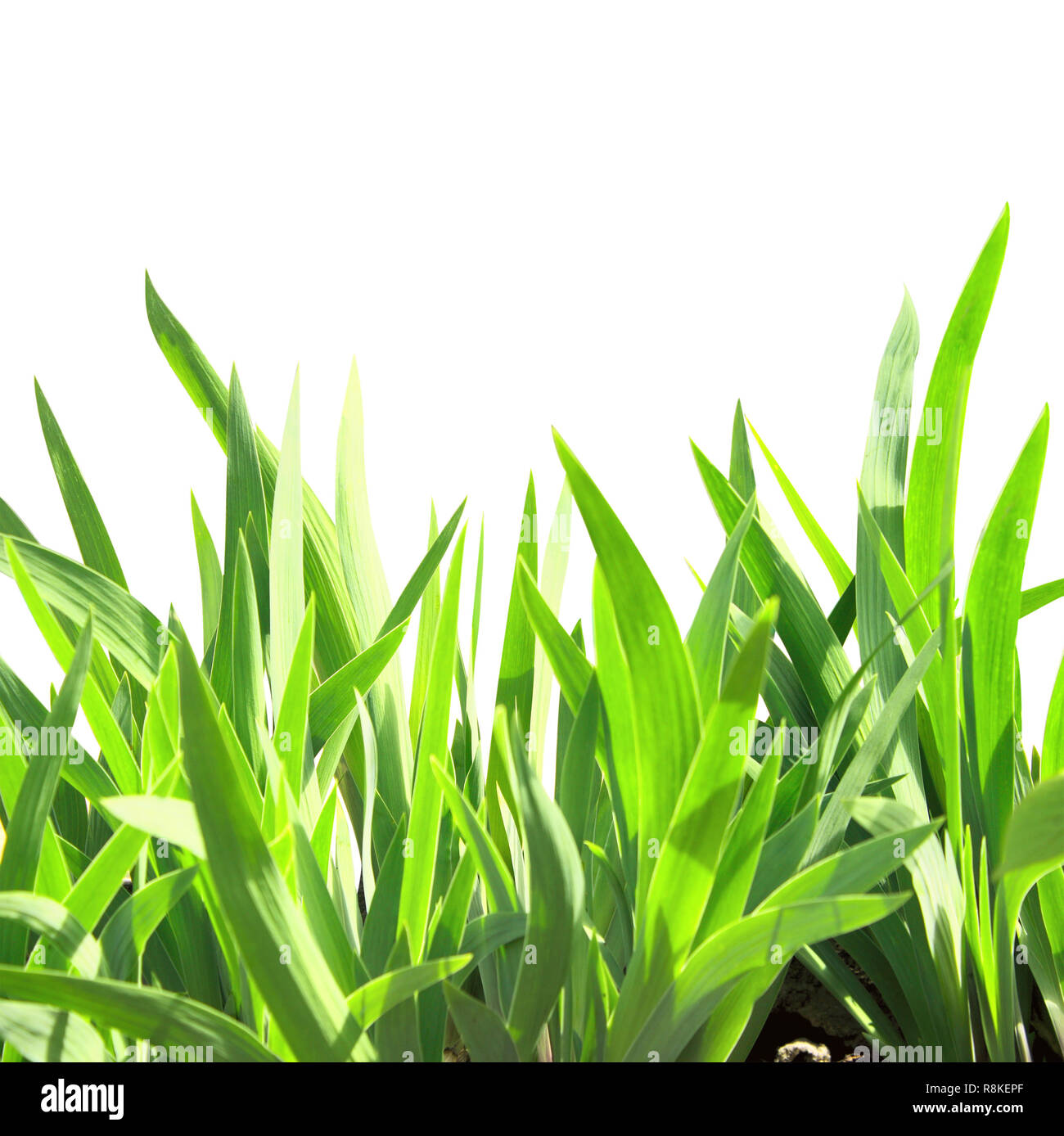 Green grass. Isolated over white Stock Photo - Alamy