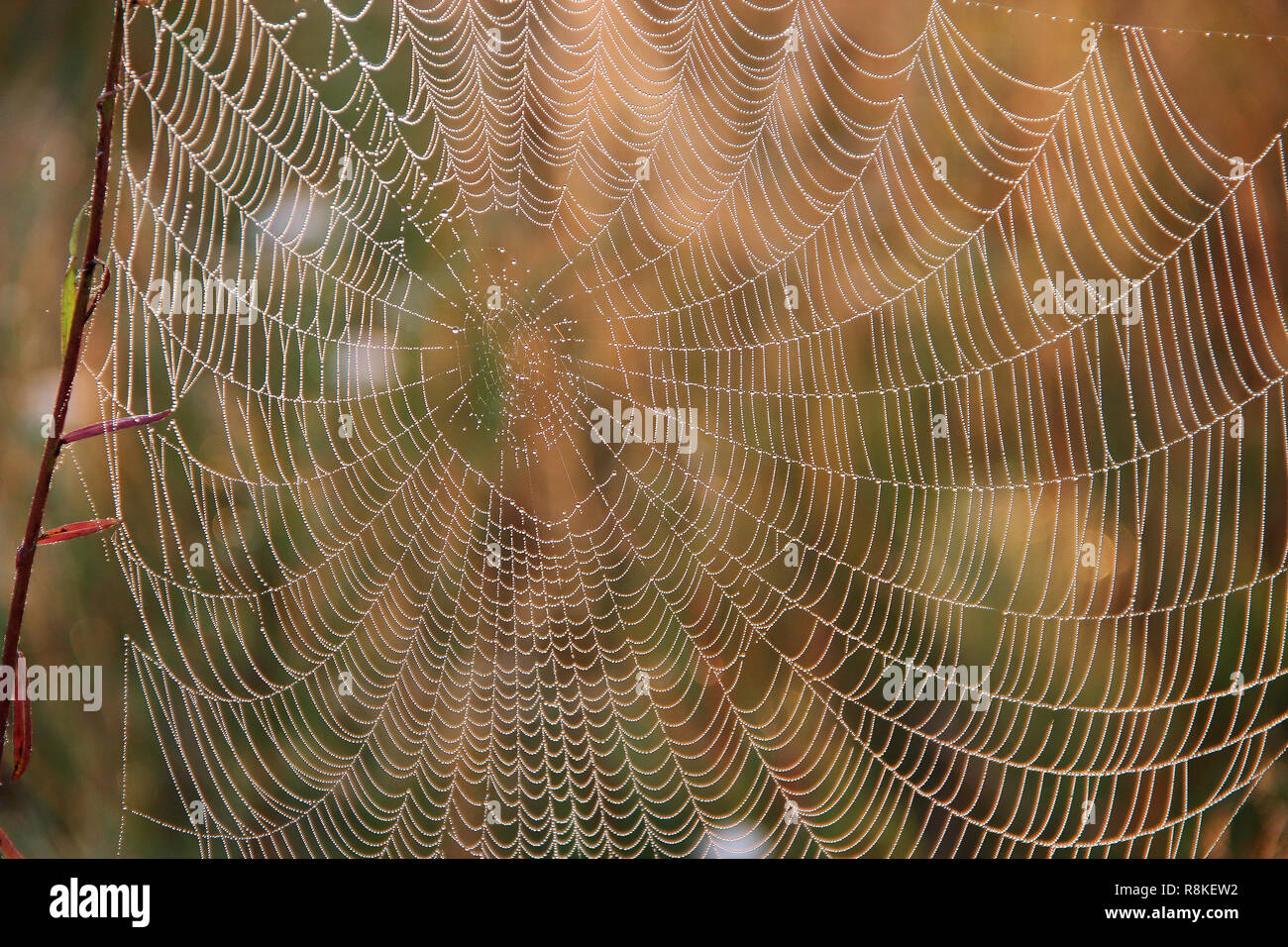 Spider's web closeup with drops of dew at dawn. Wet grass before sun ...