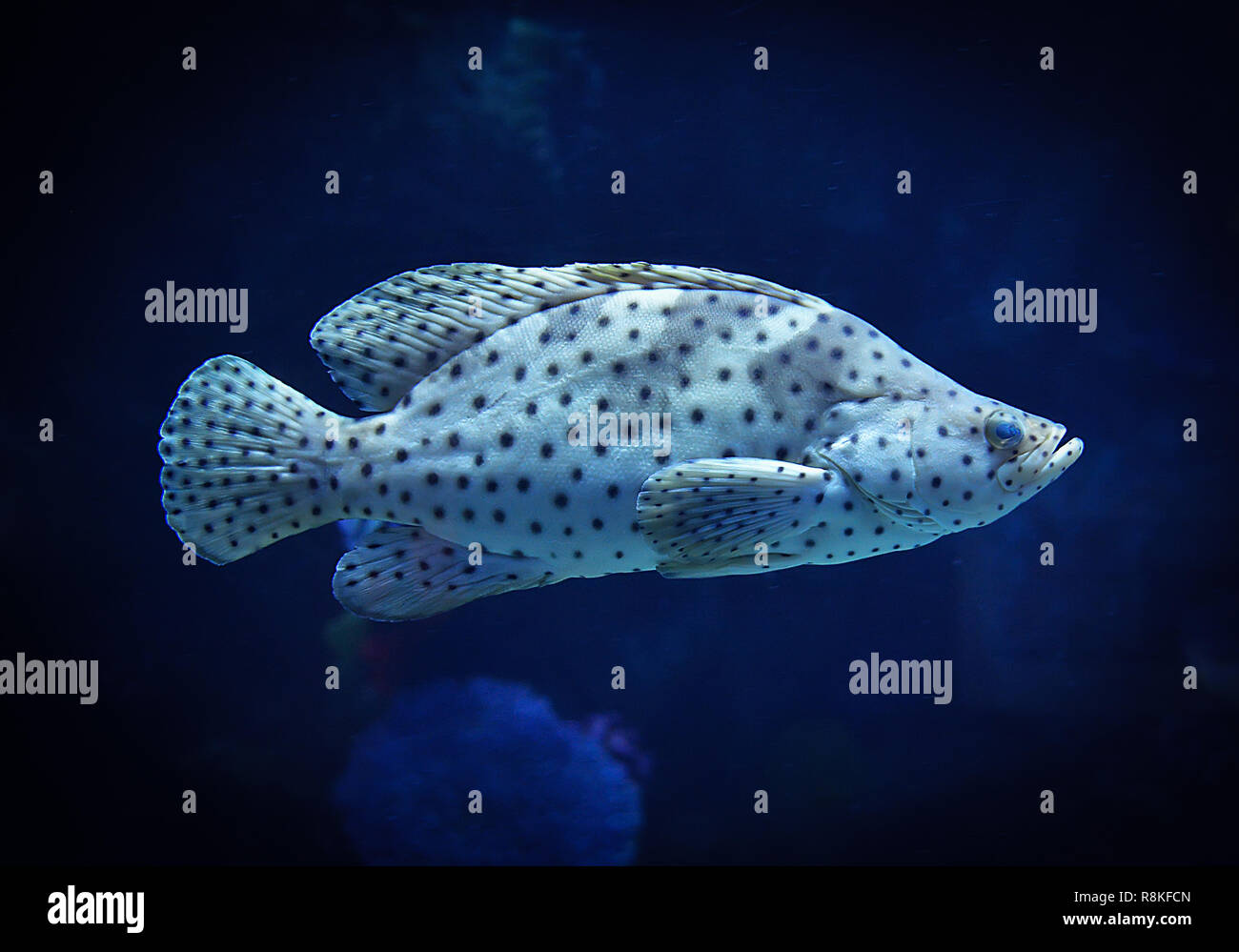 barramundi cod / grouper fish swimming marine life underwater ocean ...