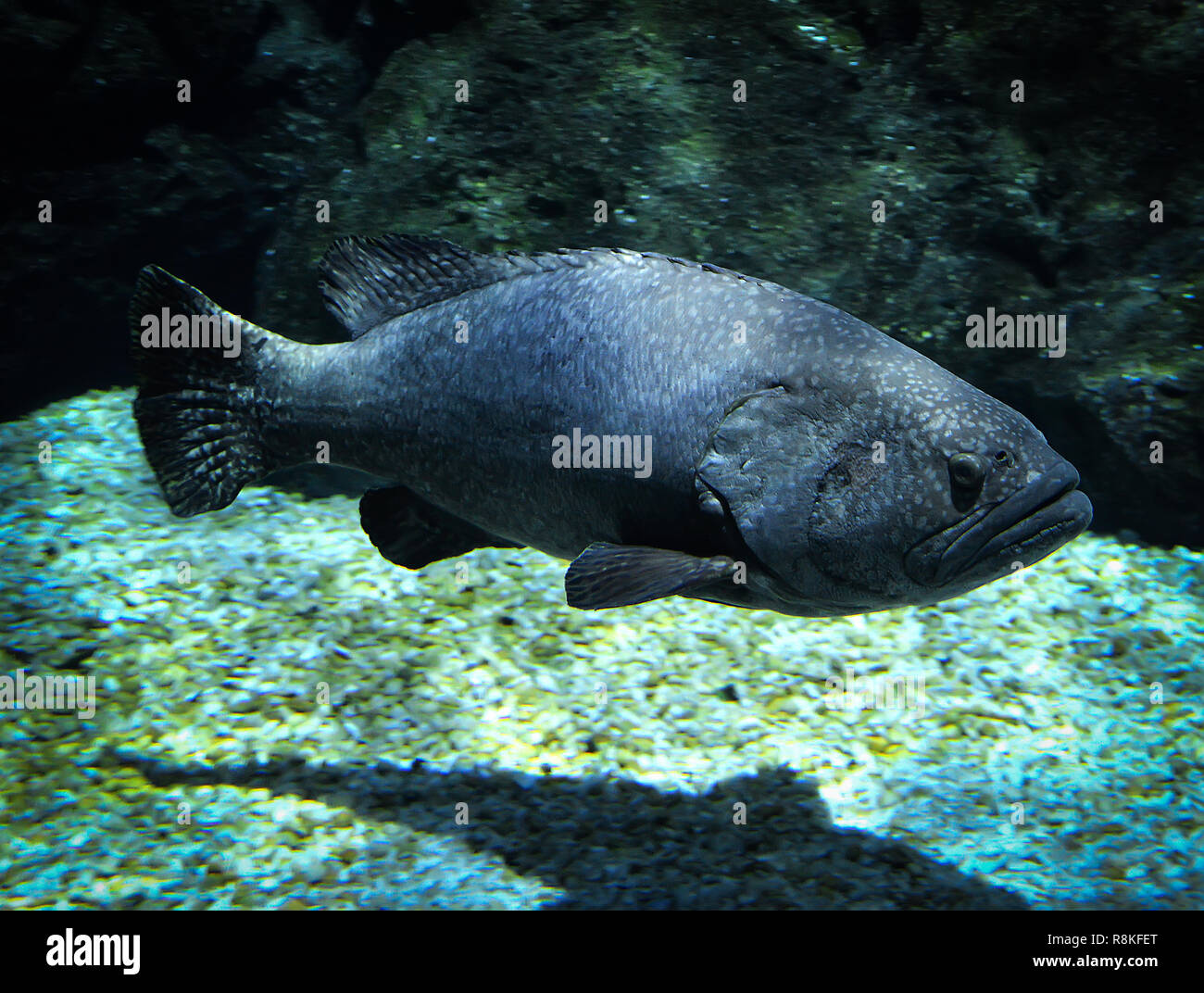 giant grouper fish / dragon or giant grouper swimming marine life ...